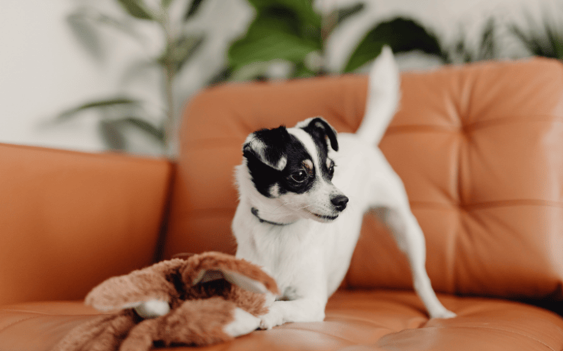 6 Essential Dog Supplement Brands Every Active Dog Should Have in Their ...