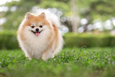 Pomeranian Puppies for Sale: A Complete Guide Before Bringing One Home ...